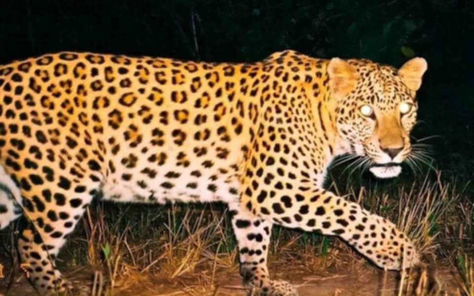 Shoot at Sight Order Issued for ‘Man-Eater’ Leopard in Kashmir - Wattan ...